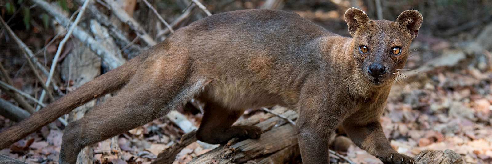 Madagascar Highlights Guide | Audley Travel UK