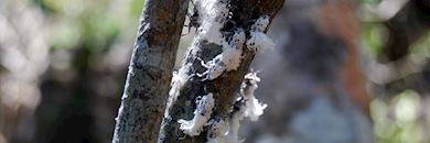 Guide to wildlife of Madagascar | Audley Travel CA