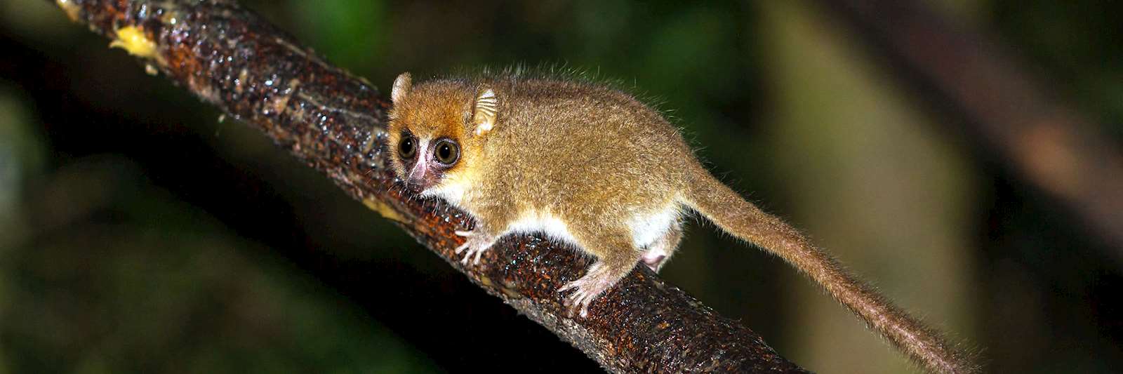 Guide to wildlife of Madagascar | Audley Travel UK