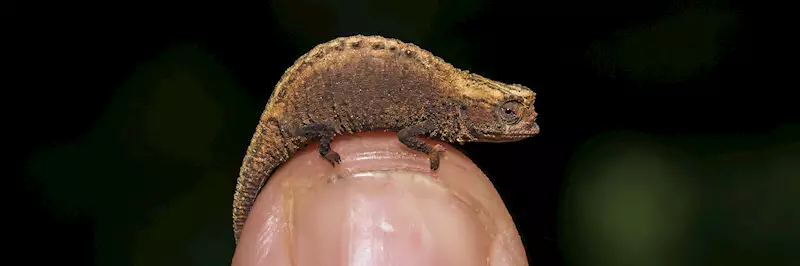 madagascar common animals