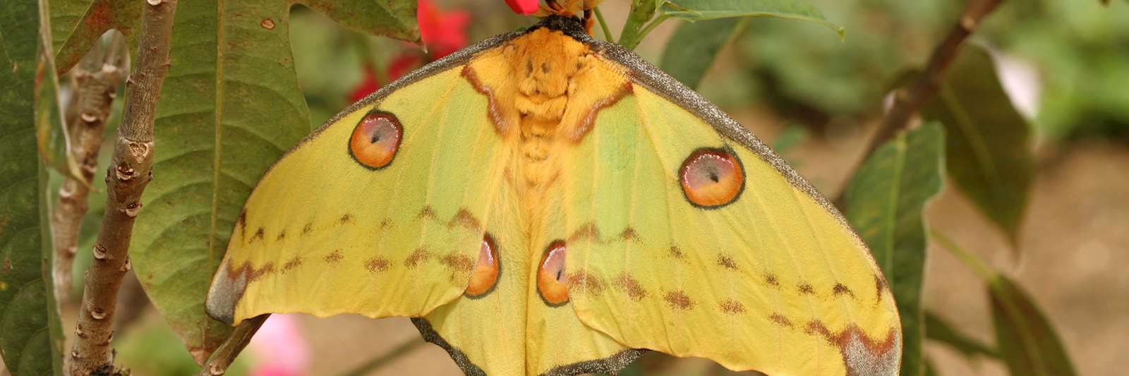 Guide to wildlife of Madagascar | Audley Travel UK