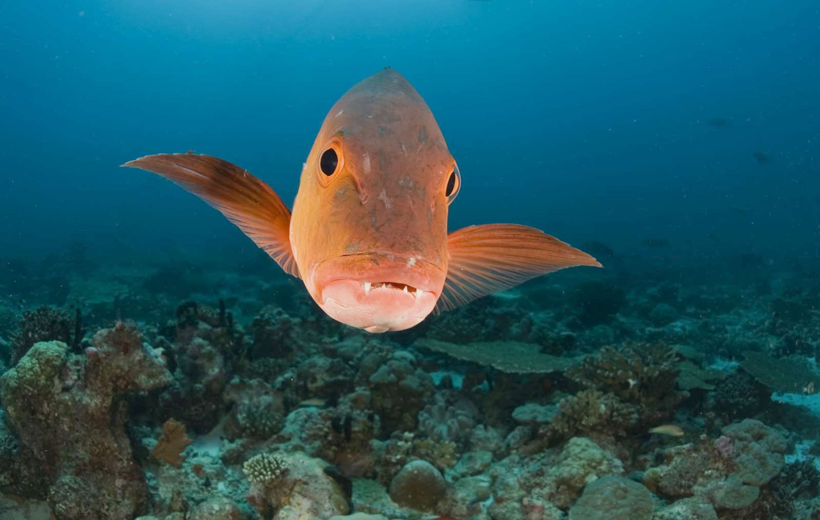 Luxury Seychelles vacations | Travel guide | Audley Travel US