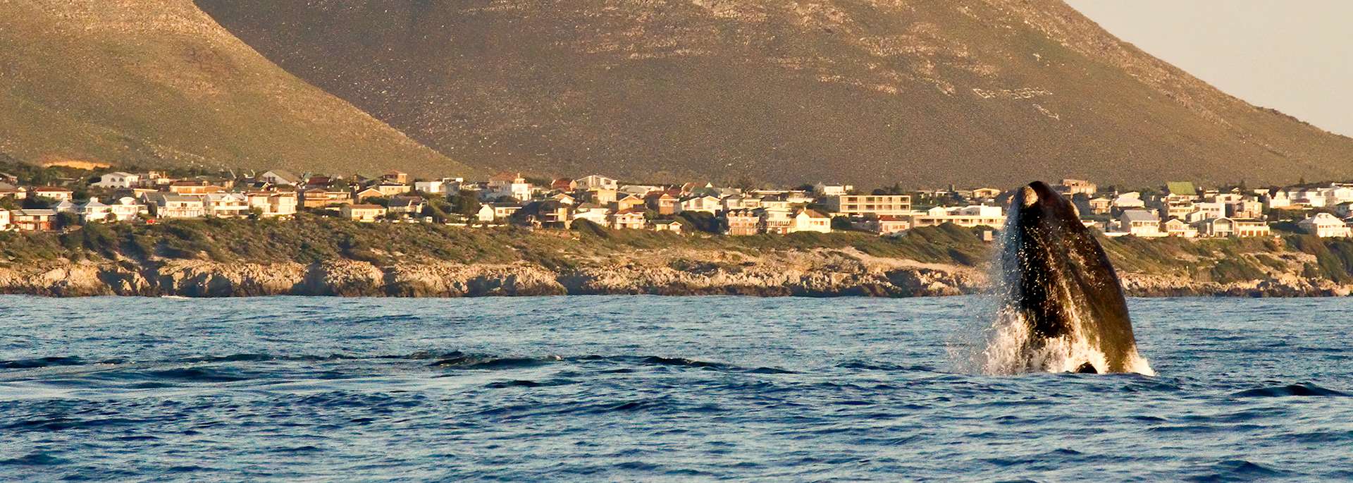 hermanus uk
