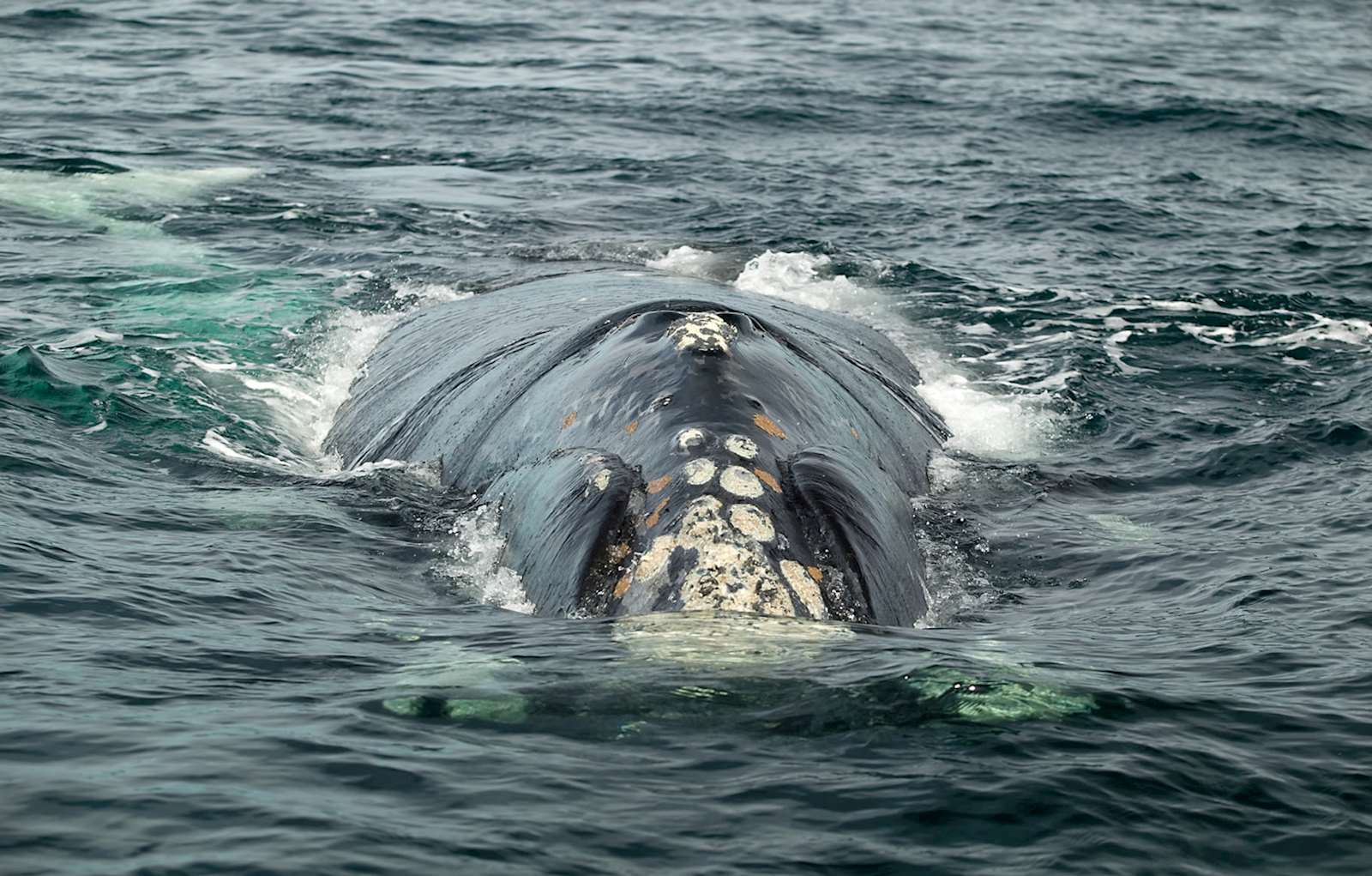 Whale watching in South Africa | Audley Travel UK