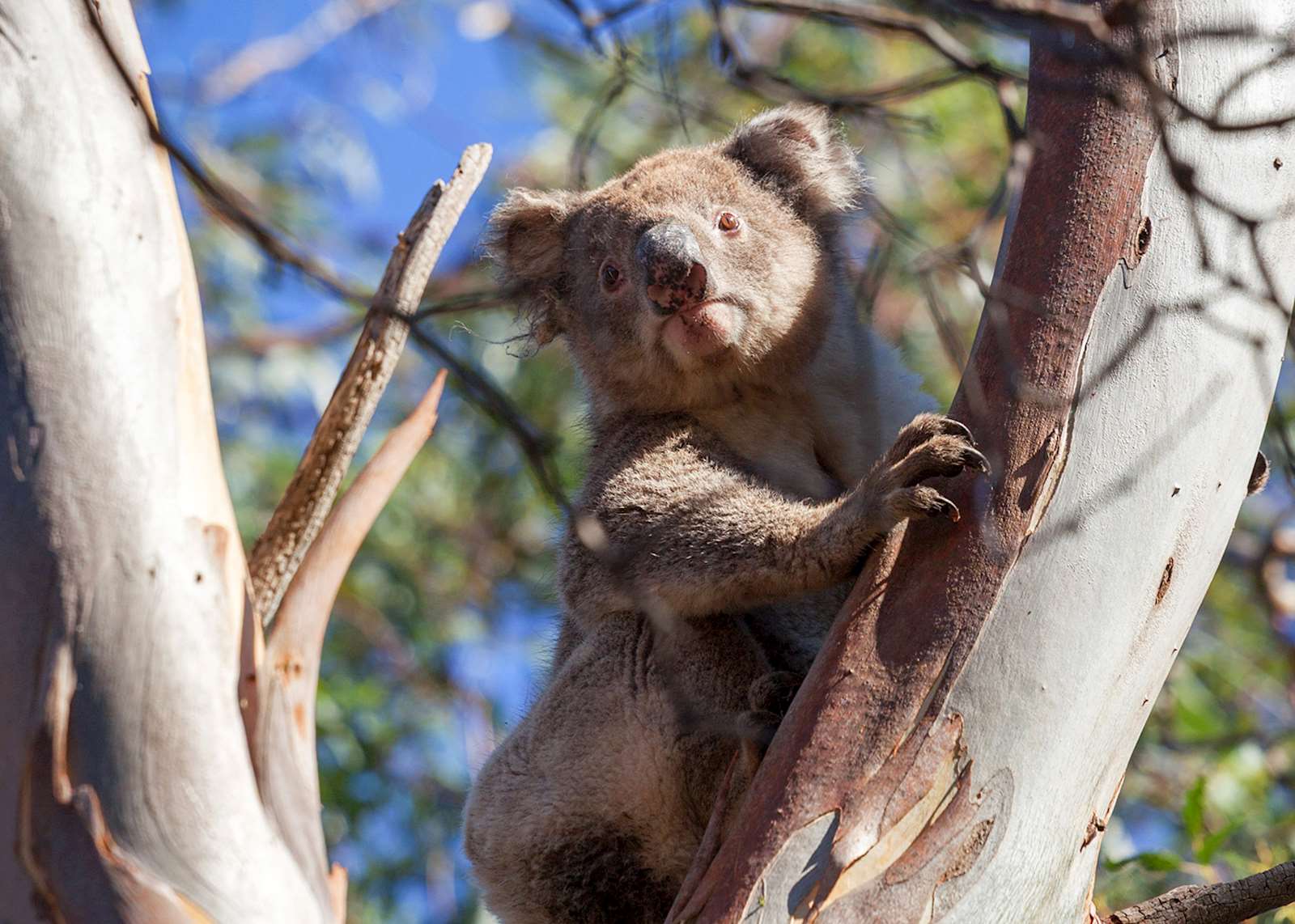 Best honeymoons in Australia | Audley Travel UK