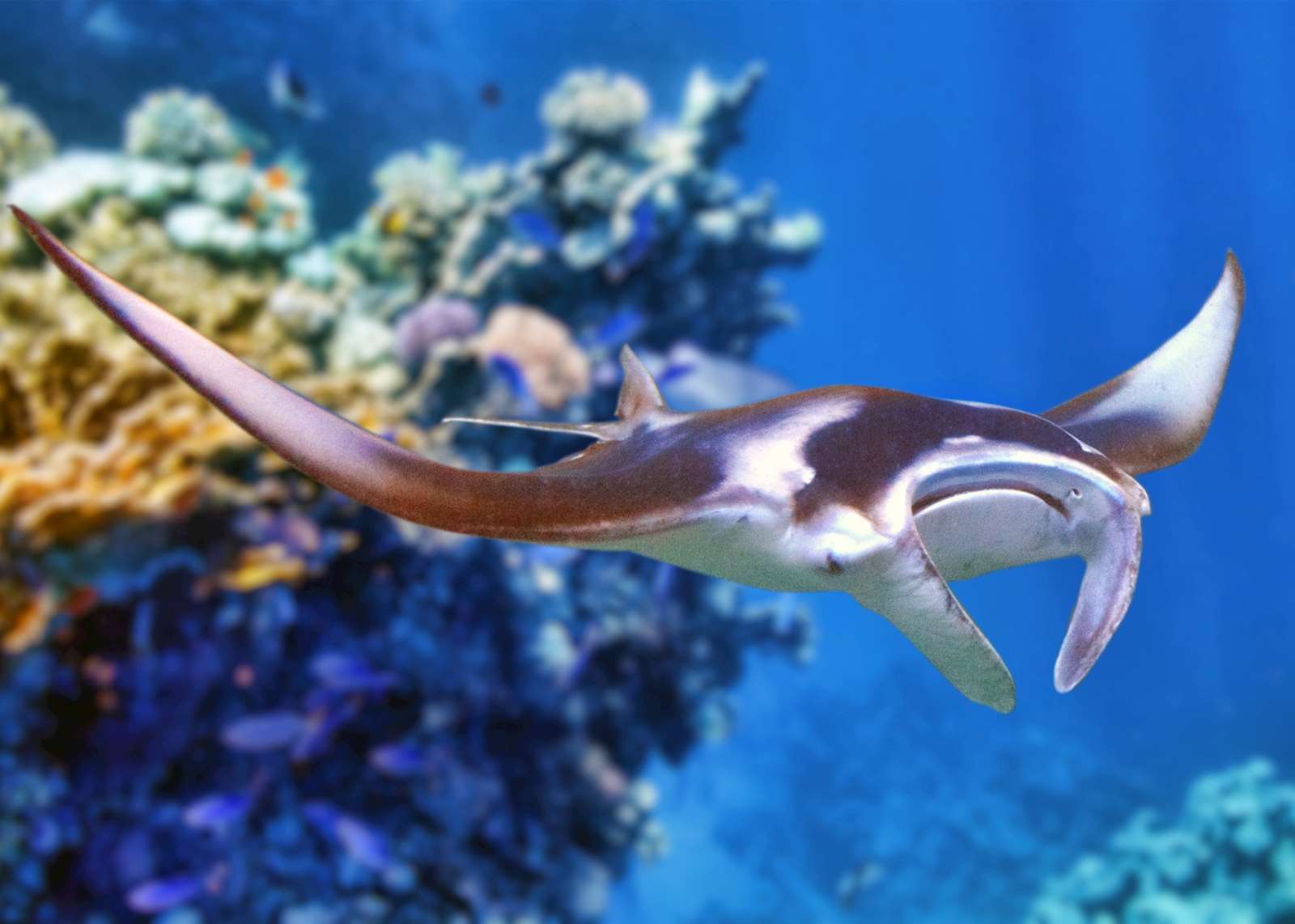 Top 5 places to encounter wildlife in Queensland | Audley Travel US