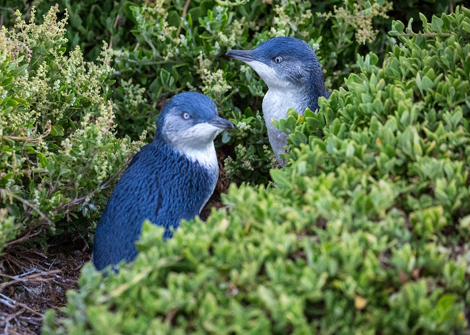 Top 10 wildlife experiences in Australia | Audley Travel US