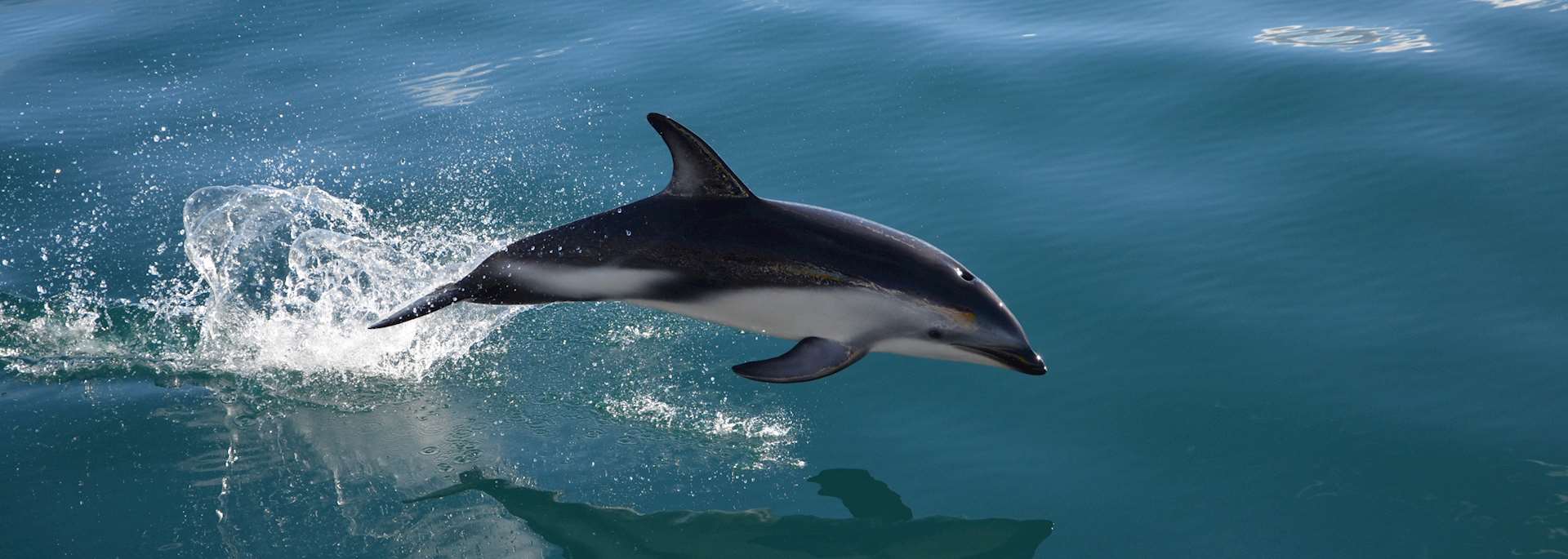 common dolphin nz