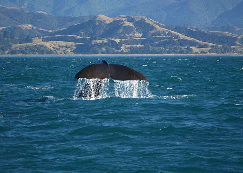A guide to observing New Zealand's wildlife by land, sea and starlight ...