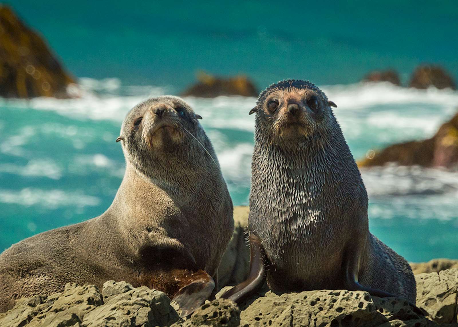 A guide to observing New Zealand's wildlife by land, sea and starlight ...