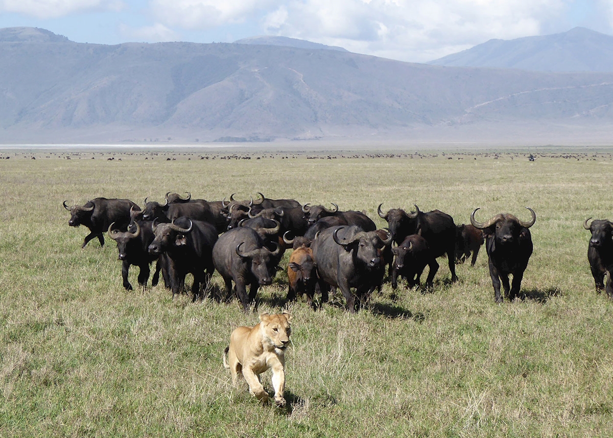 Wildlife Photos Lion Chasing