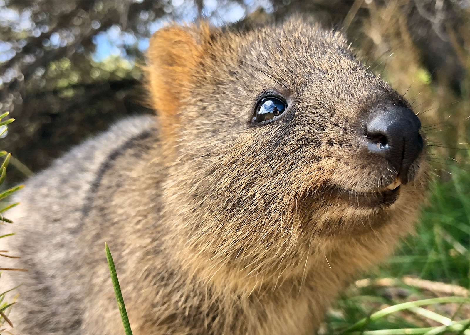 5 great wildlife experiences in Western Australia | Audley Travel US