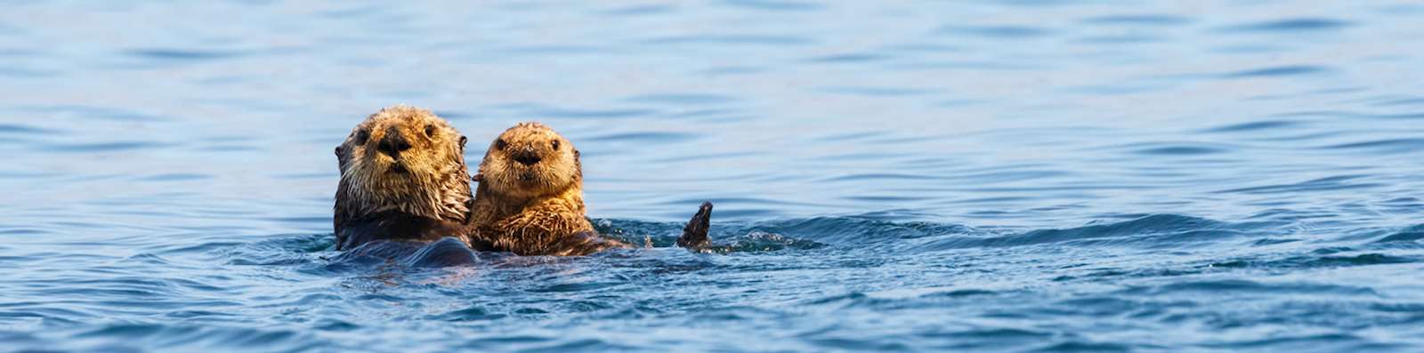 Alaska wildlife | Travel guide | Audley Travel UK