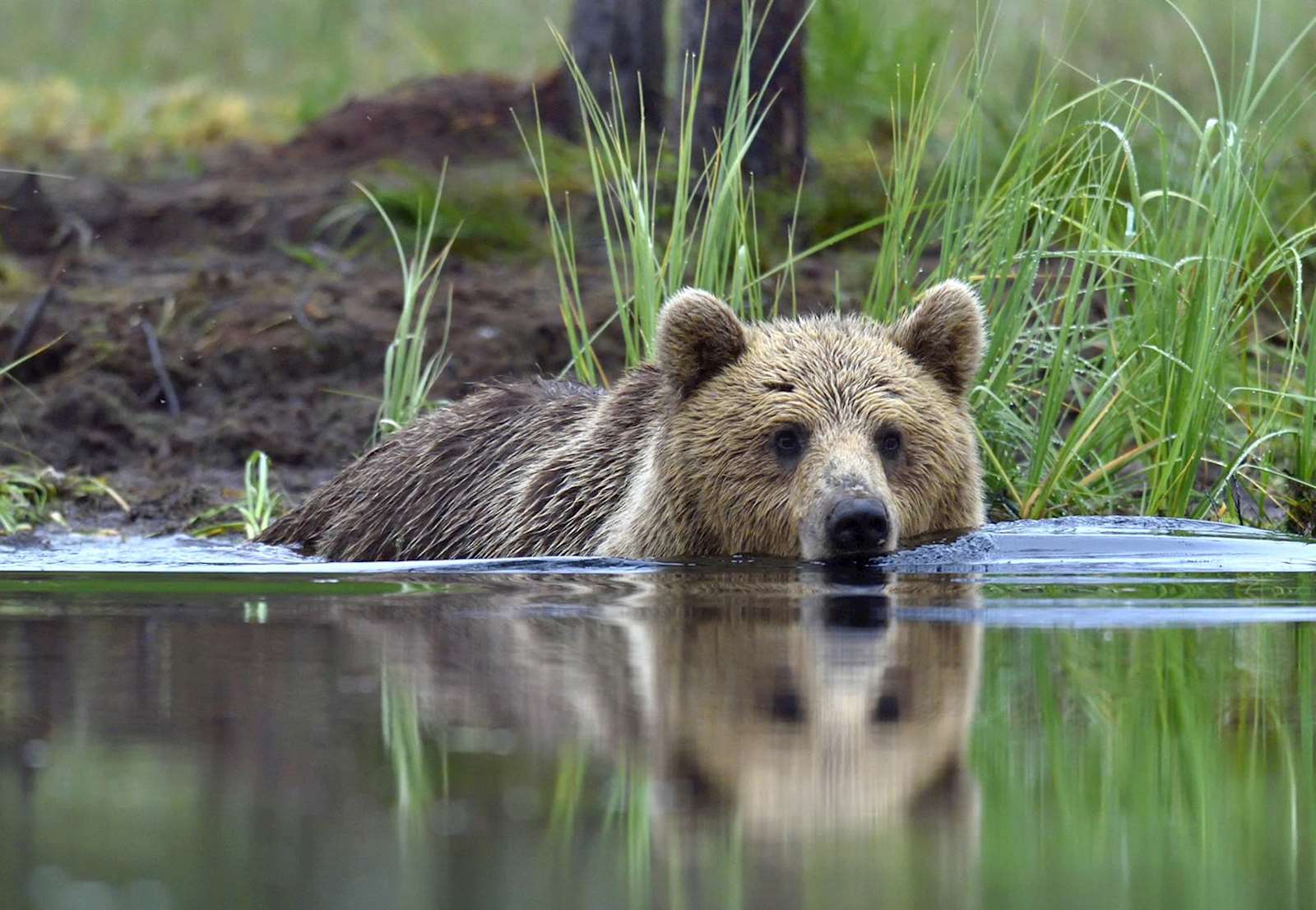 Alaska wildlife | Travel guide | Audley Travel UK