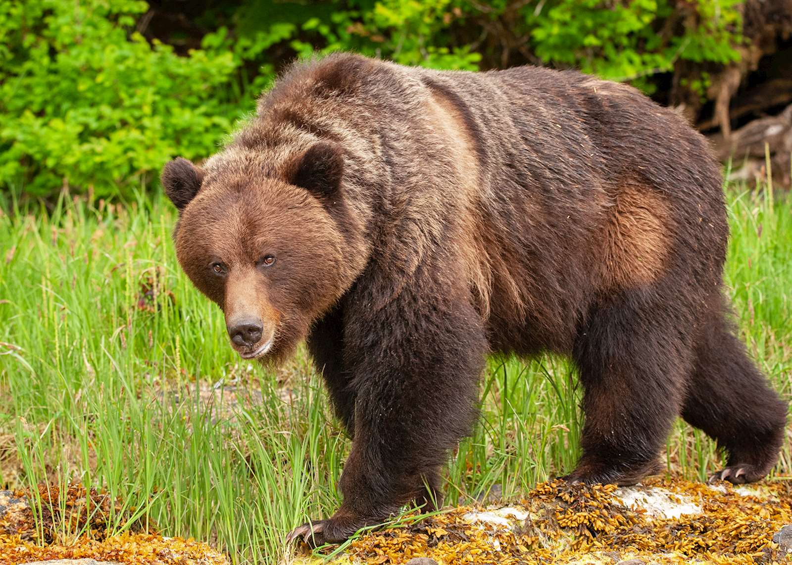 A guide to Indigenous culture in Canada | Audley Travel US