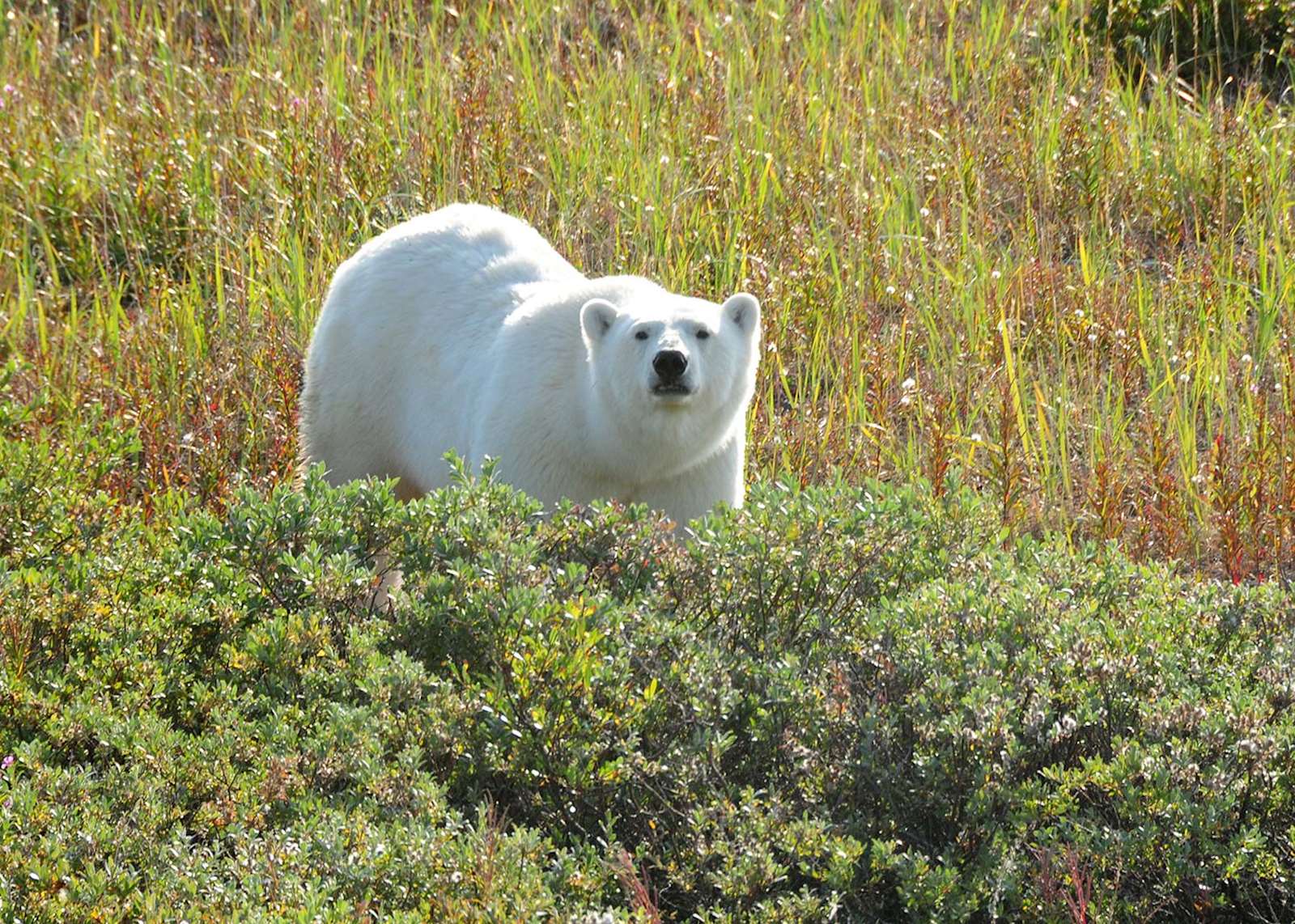 Polar bear watching in Canada | Audley Travel UK