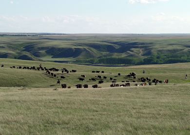 Q&A with a Saskatchewan rancher | Audley Travel UK
