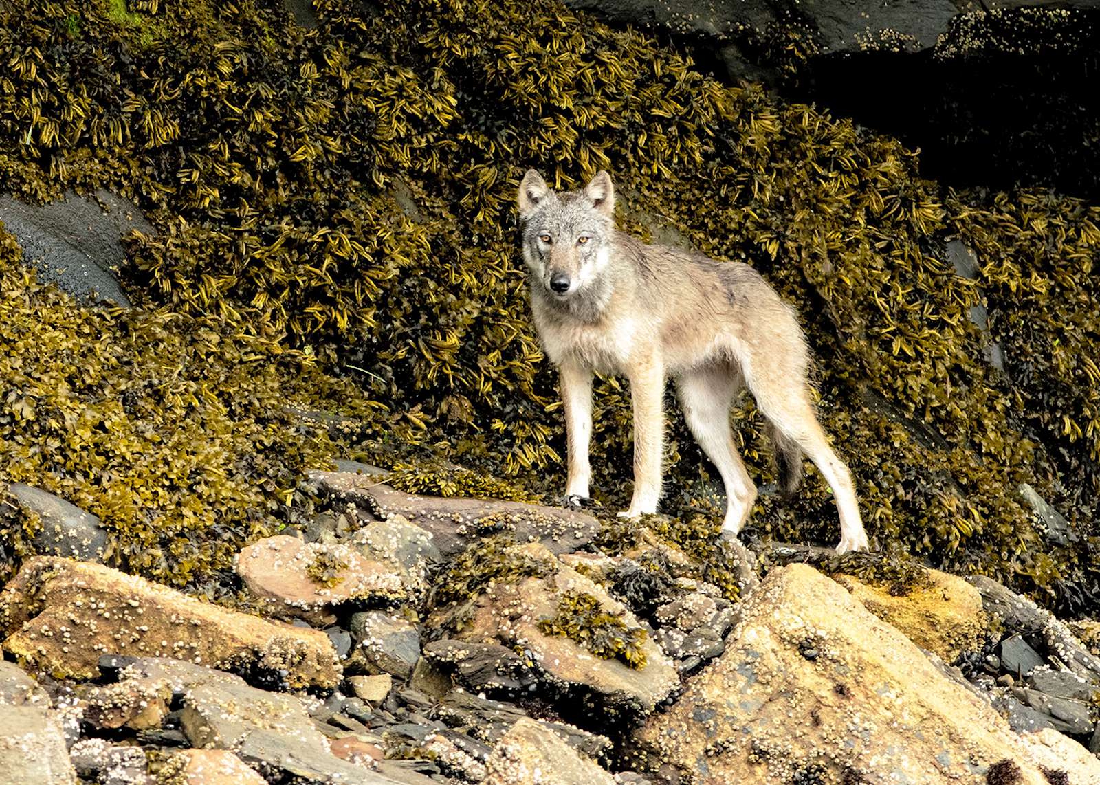 Top 13 things to do on Vancouver Island | Audley Travel US