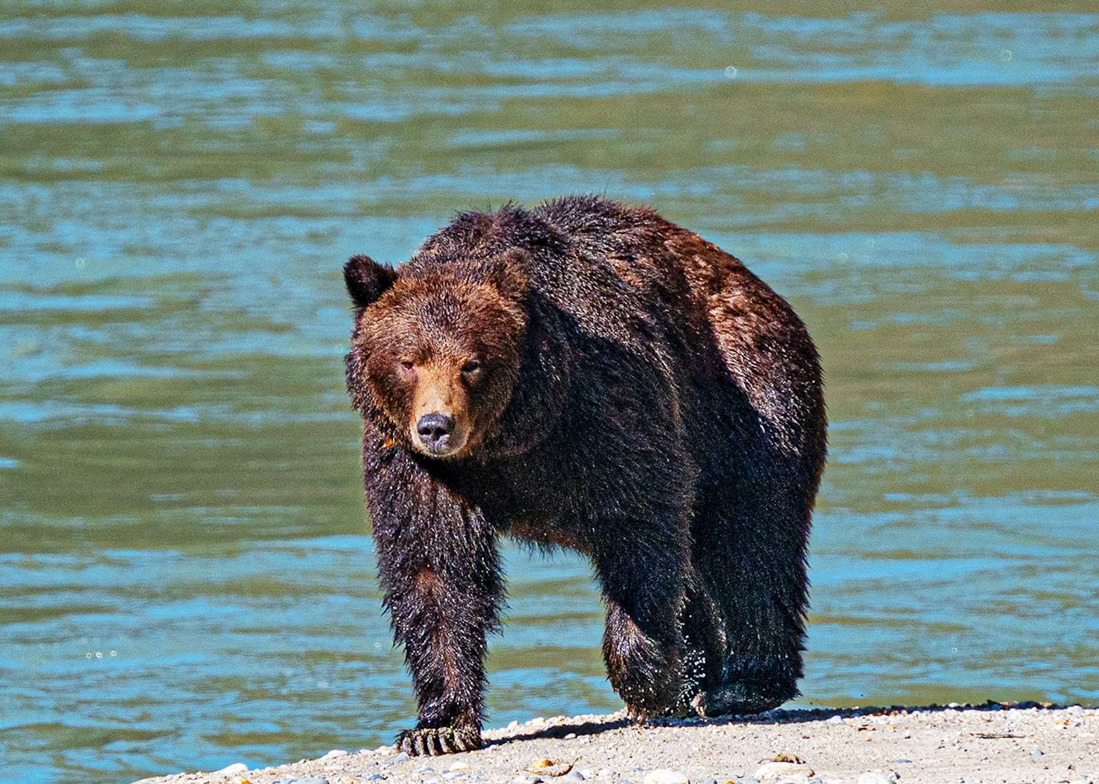 Top 13 things to do on Vancouver Island | Audley Travel US