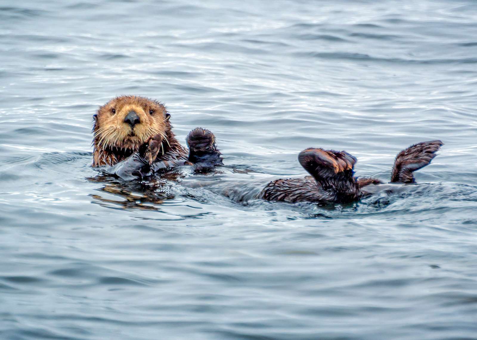 Top Wildlife Experiences In Canada Audley Travel Us