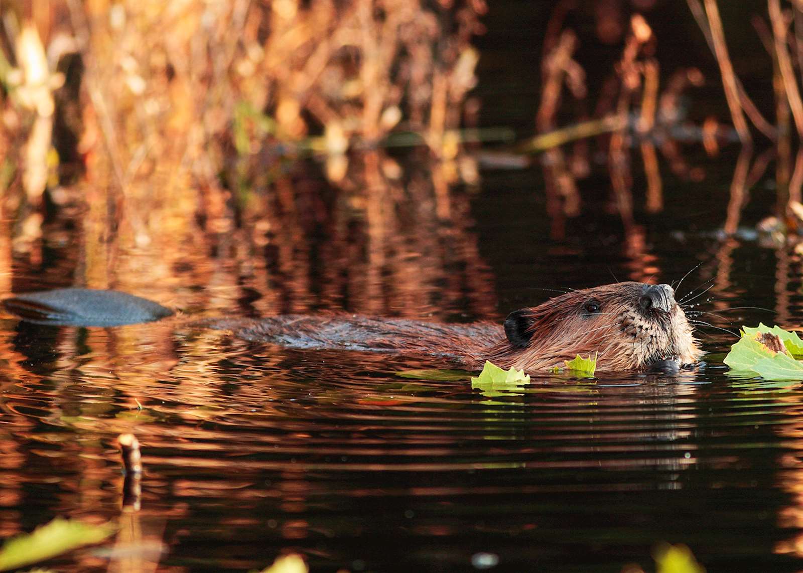 Top wildlife experiences in Canada | Audley Travel US