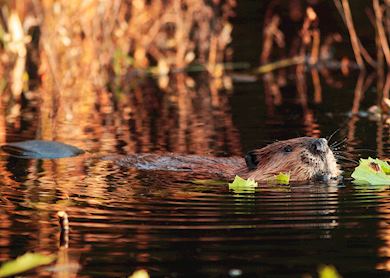 Top wildlife experiences in Canada | Audley Travel UK