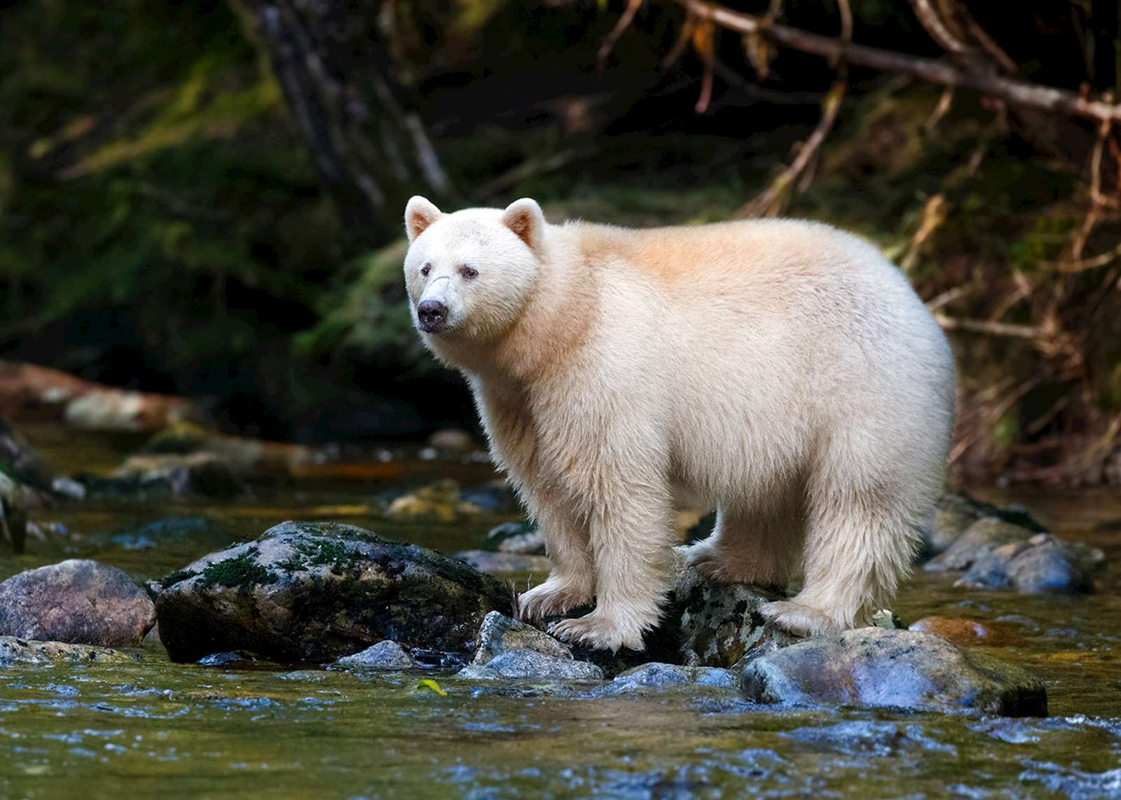 Top wildlife experiences in Canada | Audley Travel UK