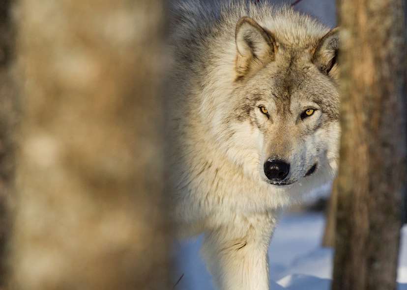Top wildlife experiences in Canada | Audley Travel US