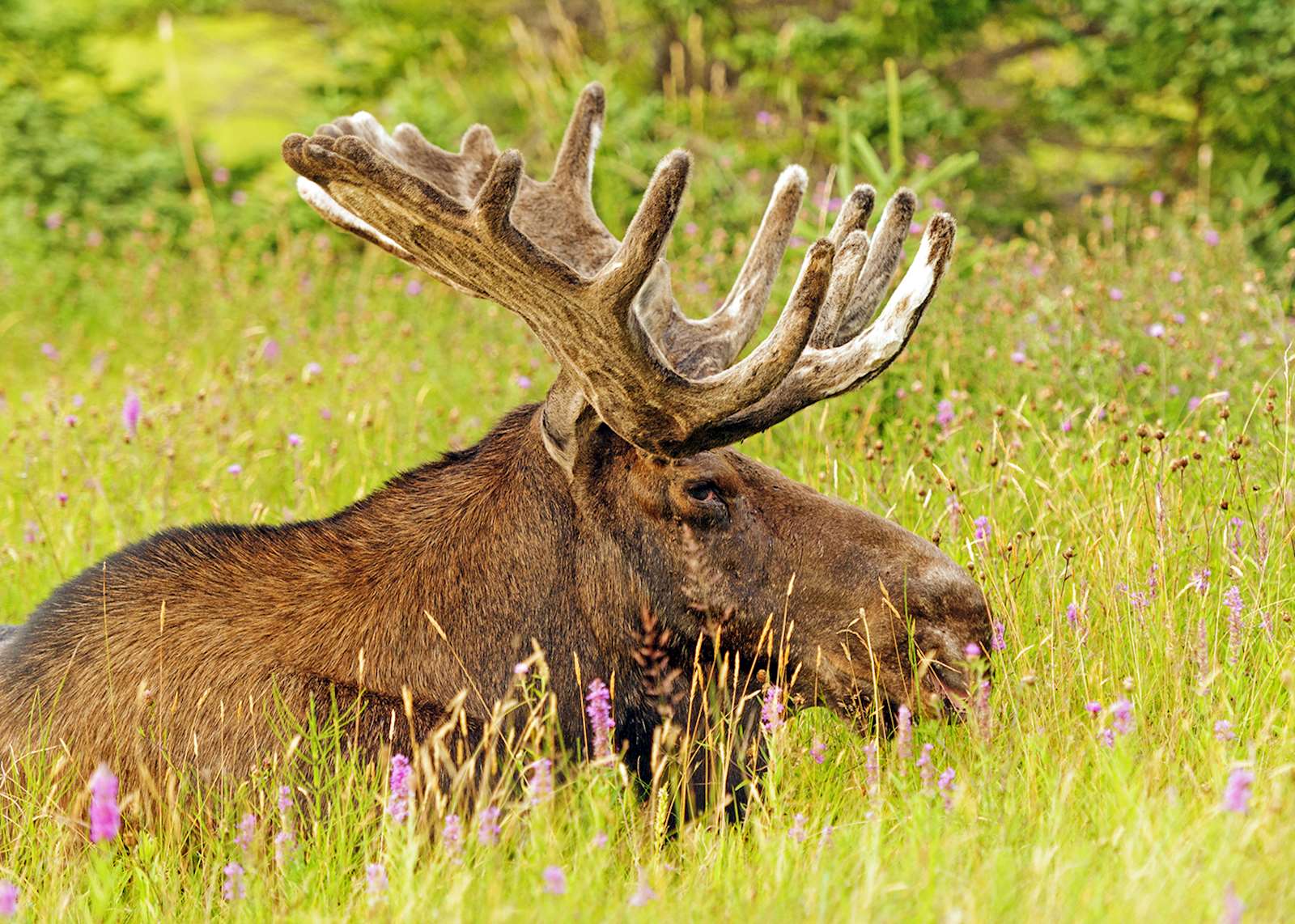 Top wildlife experiences in Canada | Audley Travel UK