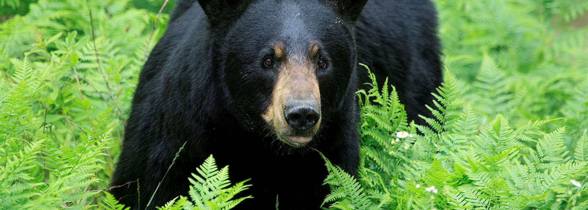 bear viewing vancouver