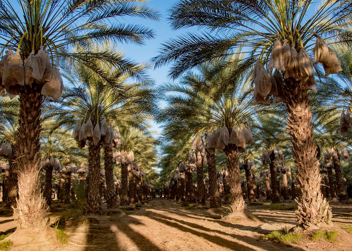 Greater Palm Springs | Audley Travel UK