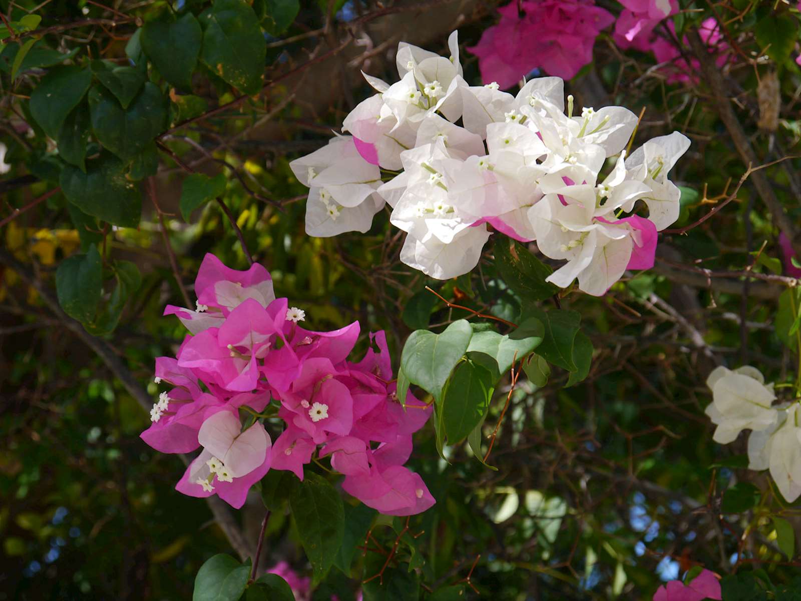 What to do in Grenada: our highlights guide | Audley Travel US