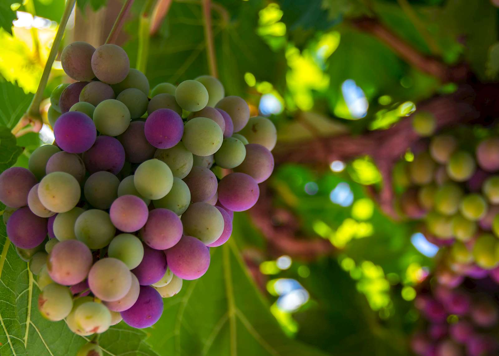 A Guide to France's Wine Regions | Travel guide | Audley Travel US