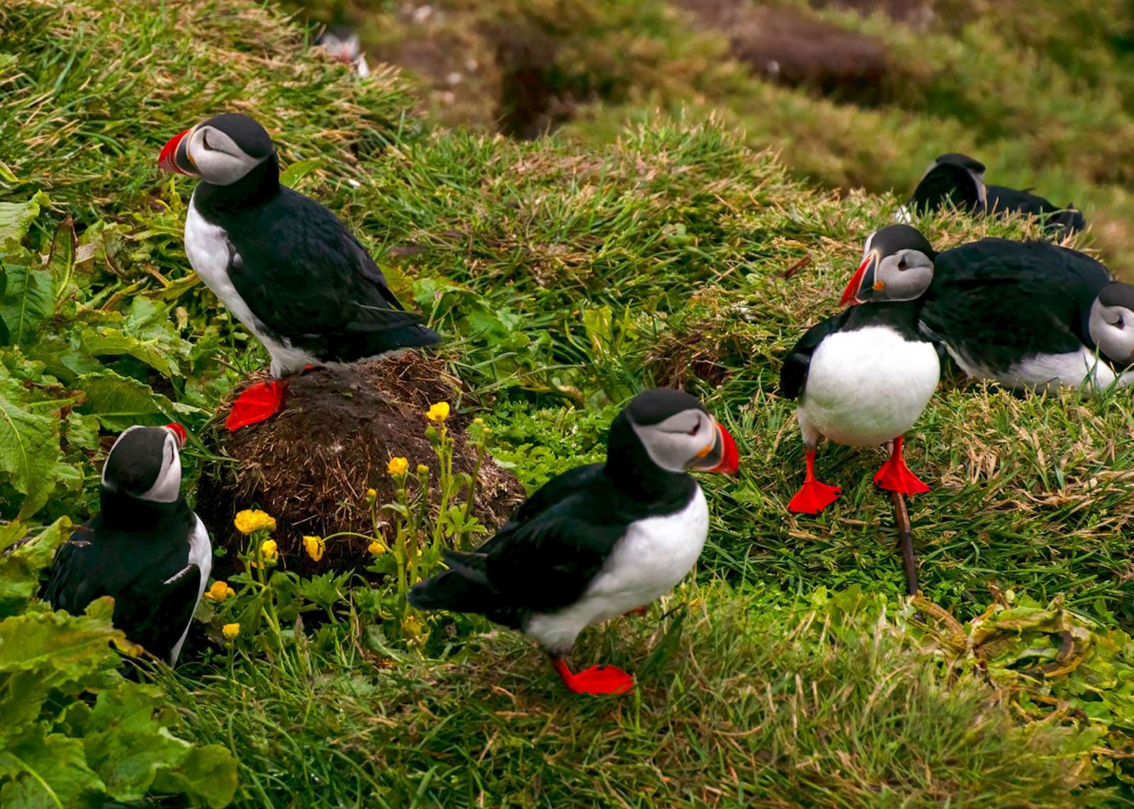 Best honeymoons in Iceland | Audley Travel US