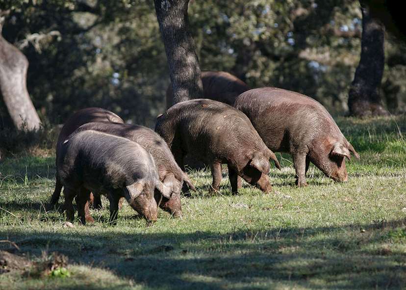 A travel guide to Spanish food | Audley Travel US