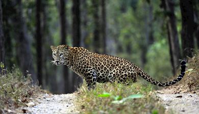 India safari | Travel guide | Audley Travel UK