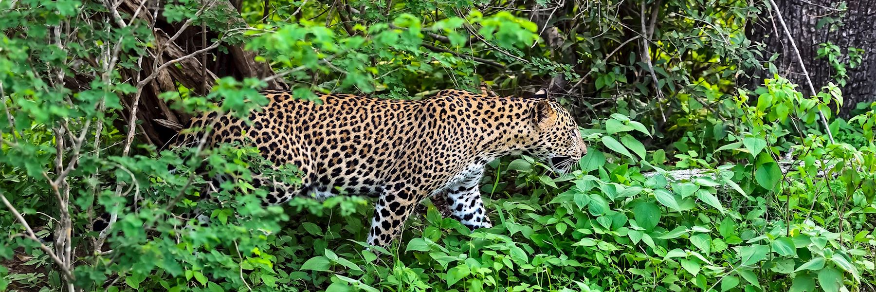 Visit Yala National Park in Sri Lanka | Audley Travel