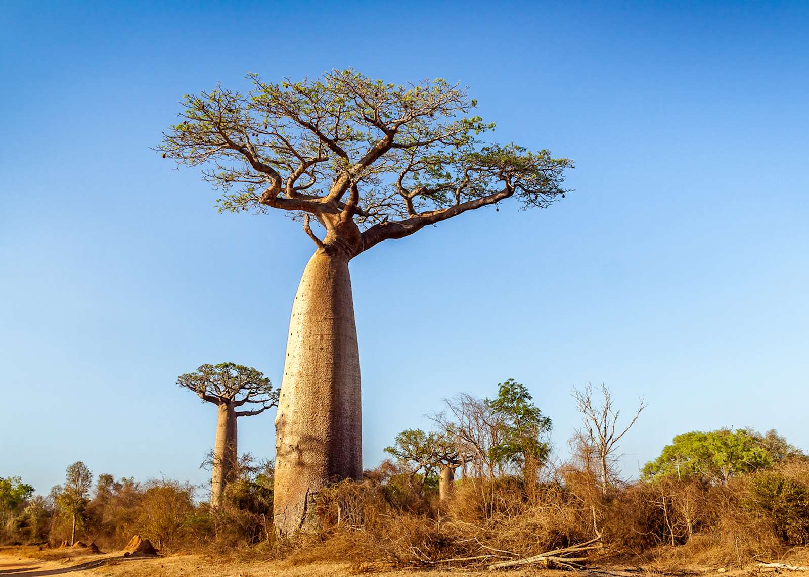 8 of the world’s most unusual plants & trees | Audley Travel CA