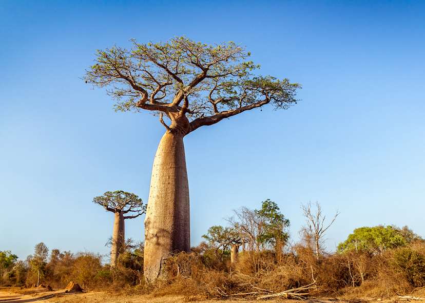 8 of the world’s most unusual plants & trees | Audley Travel CA
