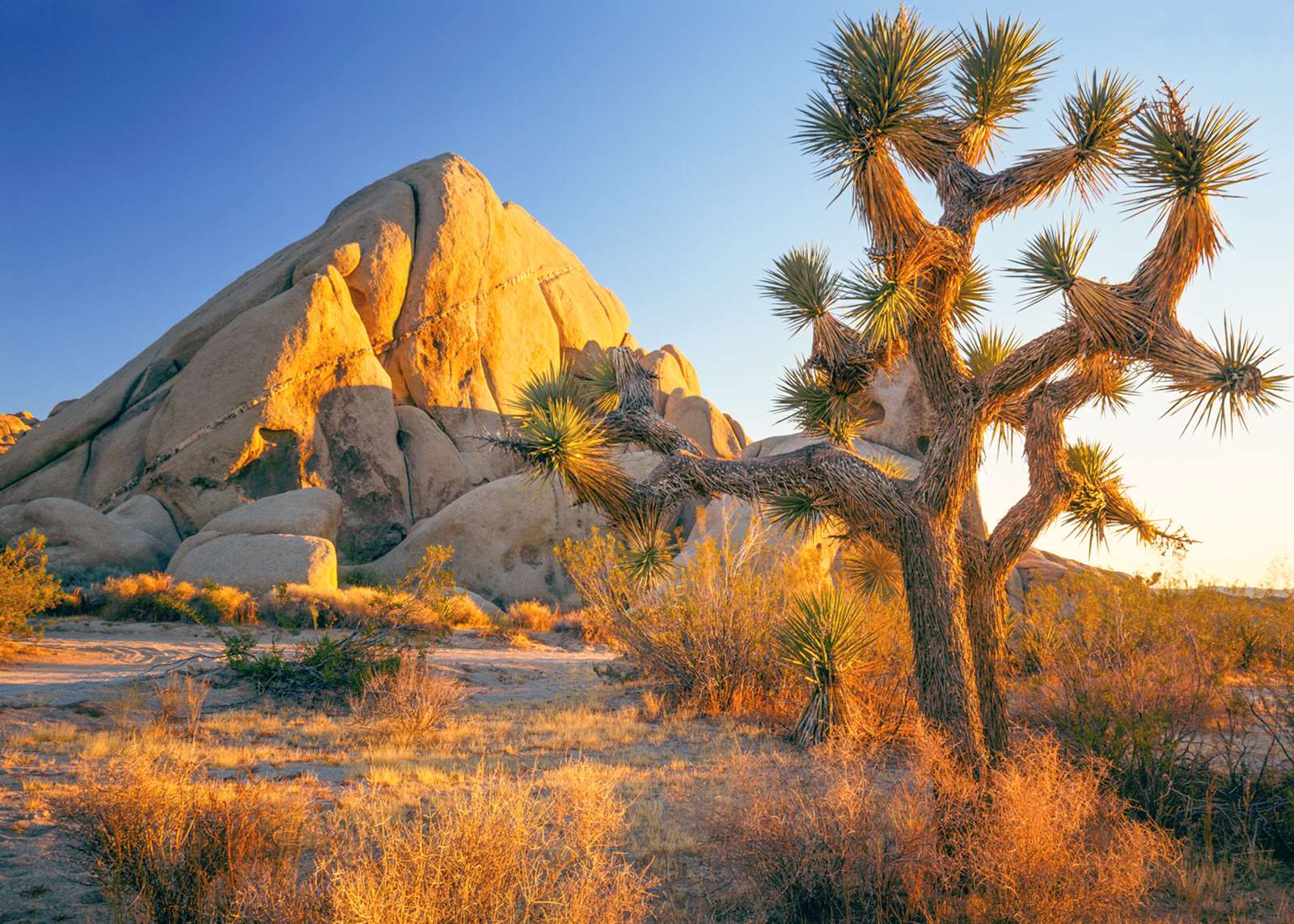 8 of the world’s most unusual plants & trees | Audley Travel CA