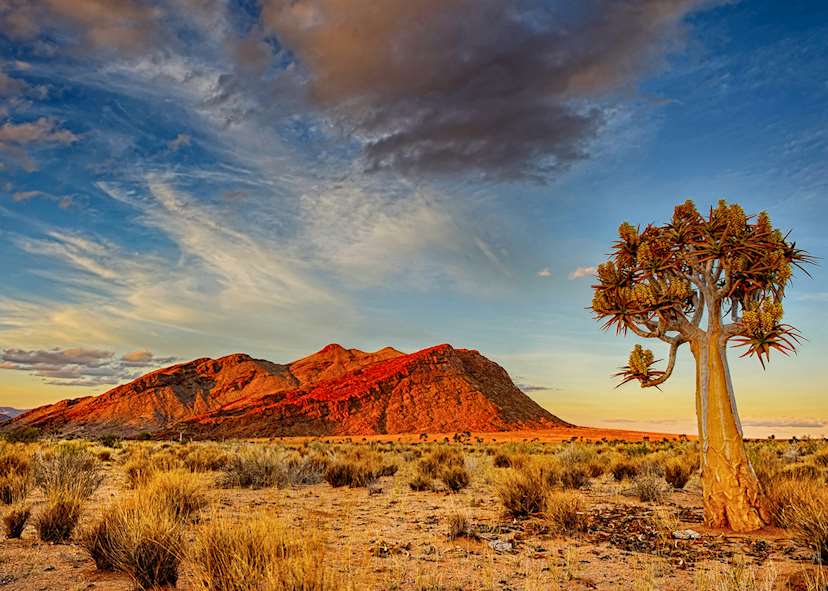 8 of the world’s most unusual plants & trees | Audley Travel CA