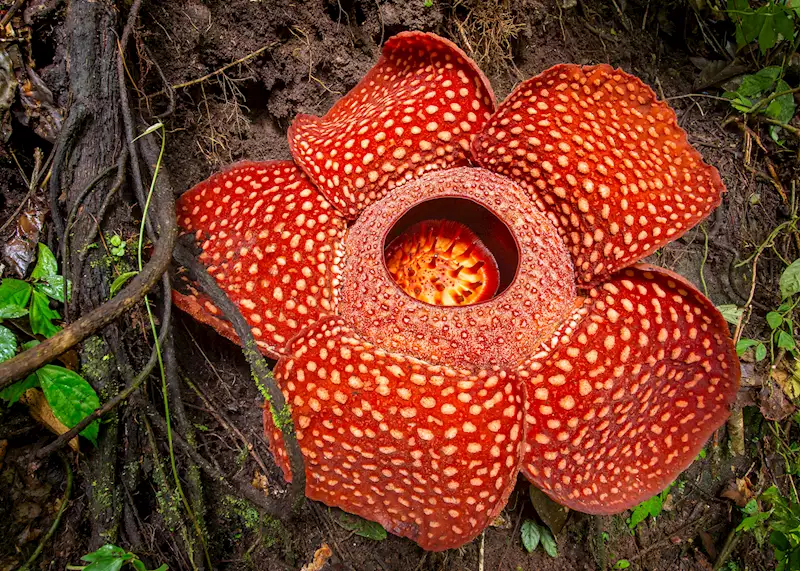 unusual plants for the garden