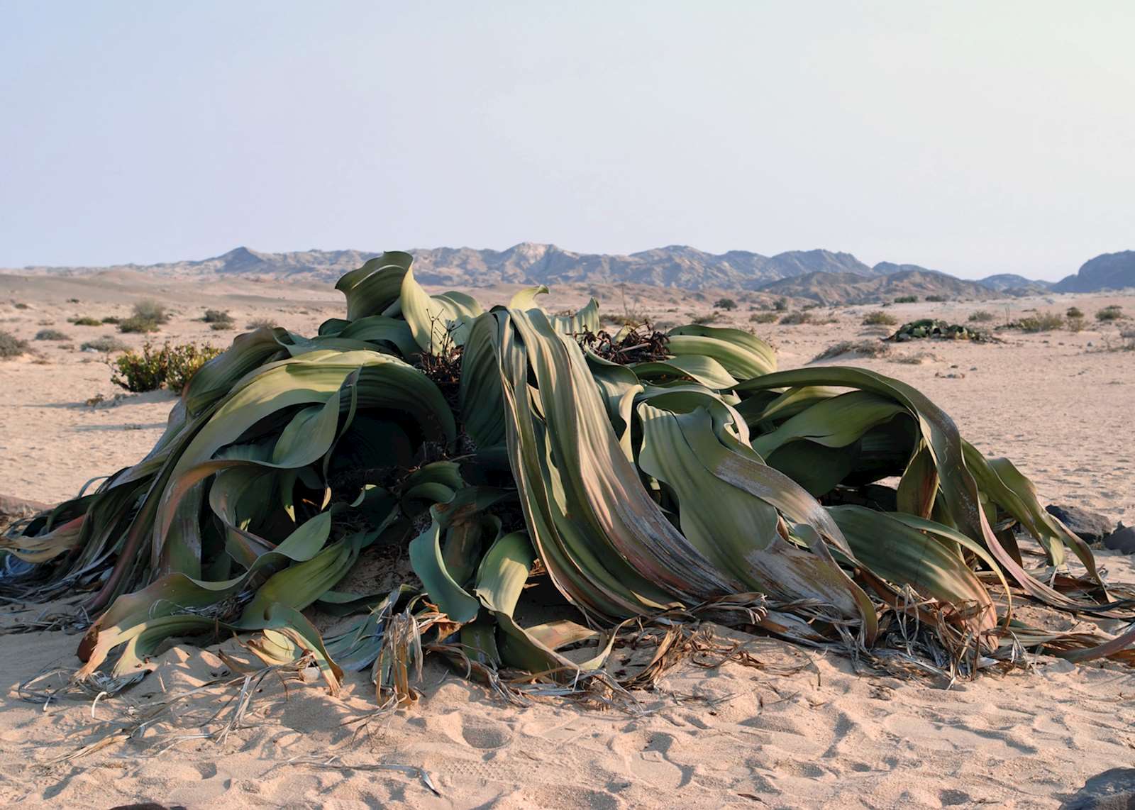 8 of the world’s most unusual plants & trees | Audley Travel CA