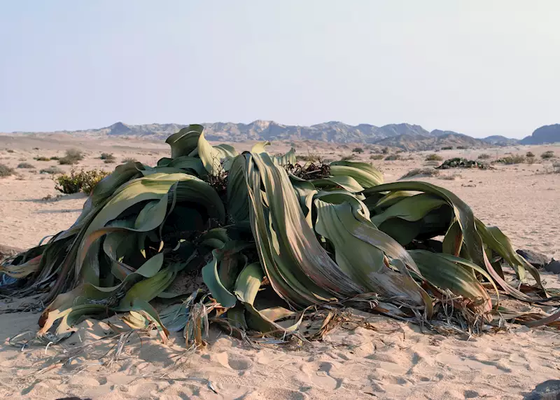 unusual plants examples