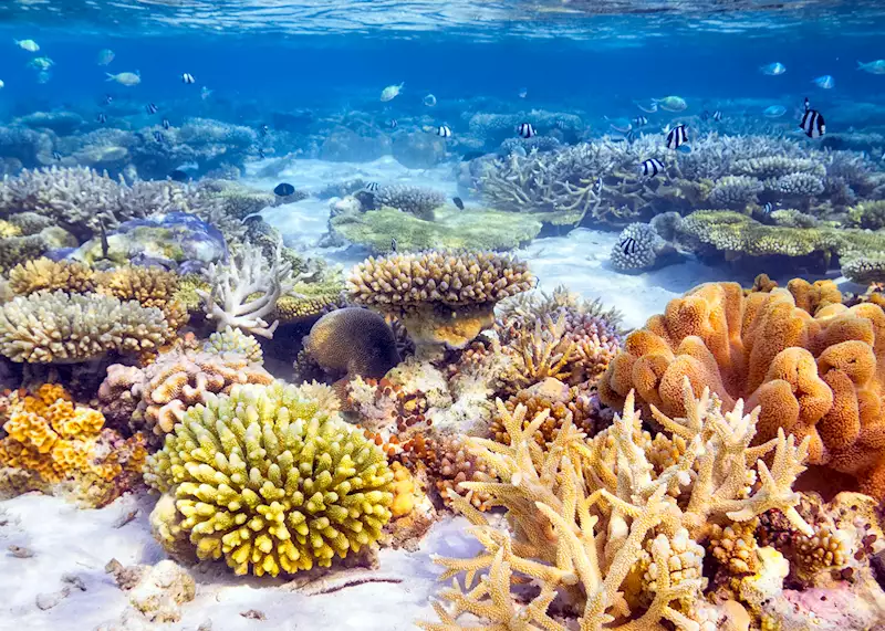 Beautiful Coral Reefs What Do Coral Reefs Need To Survive