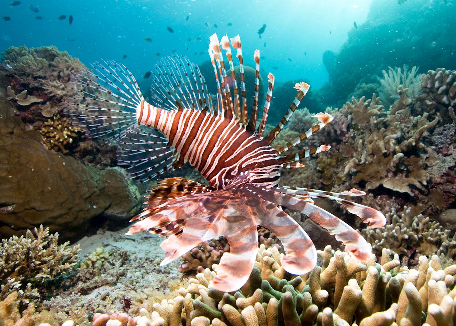 The world’s best coral reefs | Audley Travel CA