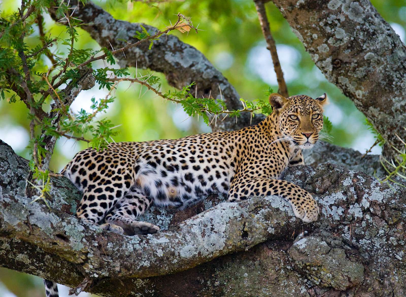 Big Five safari with a beach break | Audley Travel US