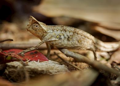 Top Ten African Safari Animals | Audley Travel CA