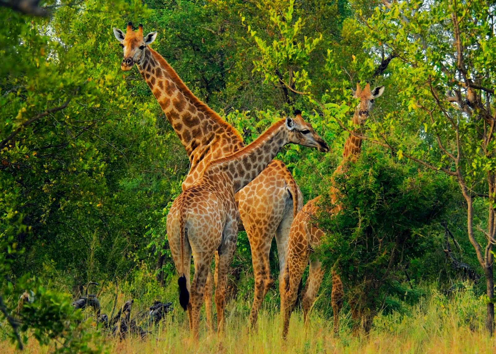 Top Ten African Safari Animals | Audley Travel US