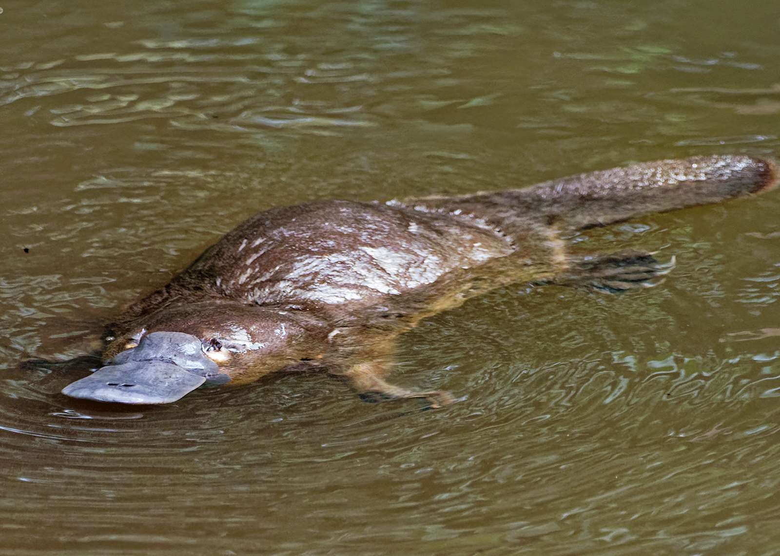 Top 10 Australian animals | Audley Travel US